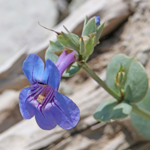 Thick-Leaf Penstemon (Penstemon Pachyphyllus) Plant Care & How to Grow ...