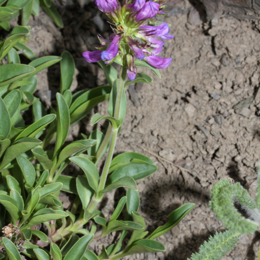 Small-flower Penstemon (Penstemon Procerus) Plant Care & How to Grow, Water