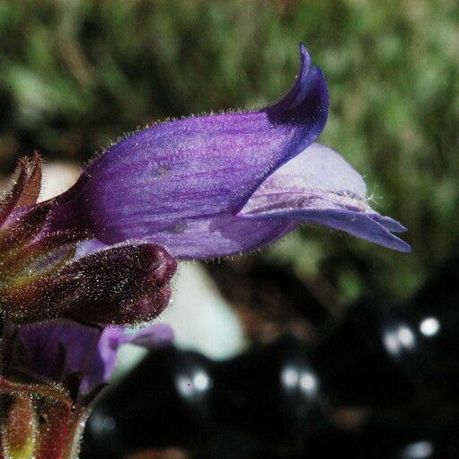 Rattan's Beardtongue (Penstemon Rattanii) Care Guide: Water, Soil ...