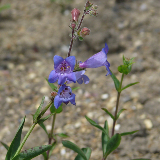Roezl's Penstemon (Penstemon Roezlii) Plant Care & How to Grow, Water