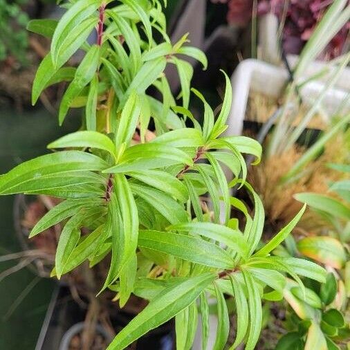 Pinto Beardtongue (Penstemon Roseus) Plant Care & How to Grow, Water