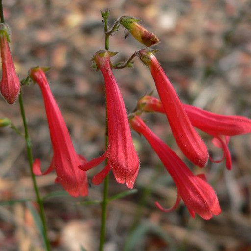 Bridges's Penstemon (Penstemon Rostriflorus) Plant Care & How to Grow ...