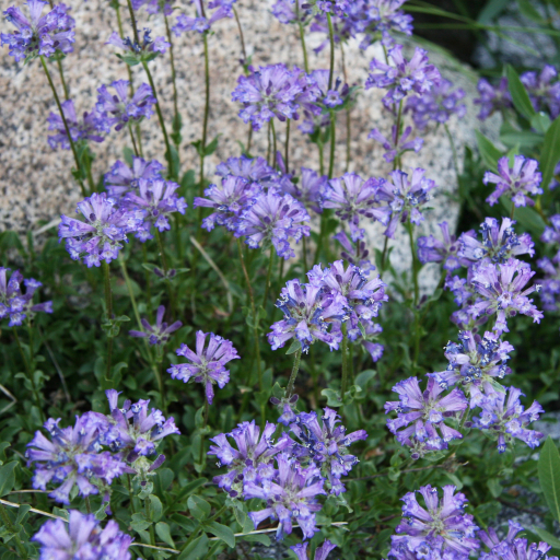 Rydberg's Beardtongue (Penstemon Rydbergii) Plant Care & How to Grow, Water