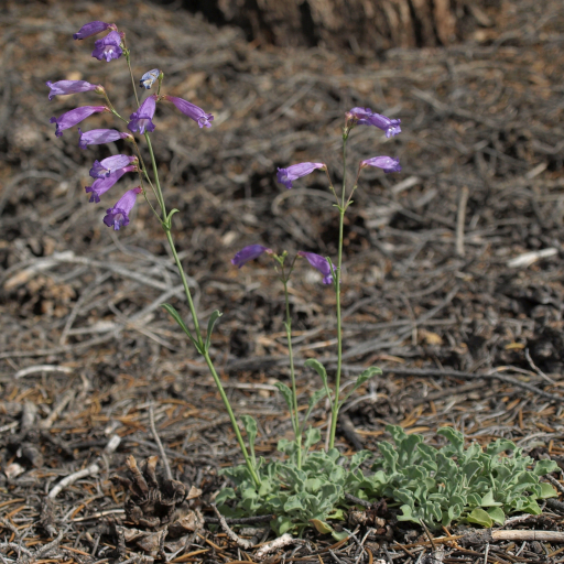 Pinyon Beardtongue (Penstemon Scapoides) Plant Care & How to Grow, Water