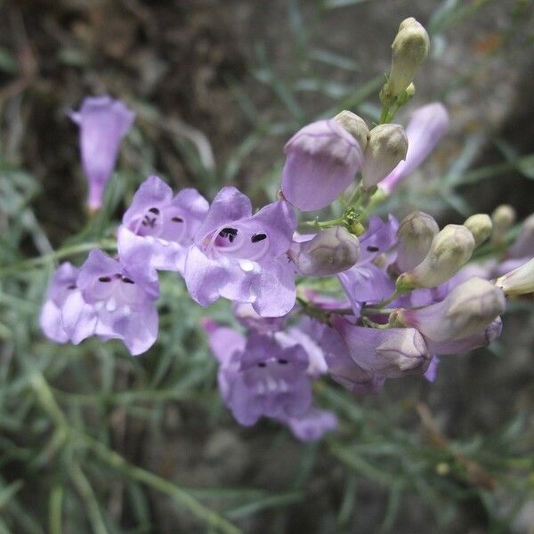 Littlecup Beardtongue (Penstemon Sepalulus) Plant Care & How to Grow, Water