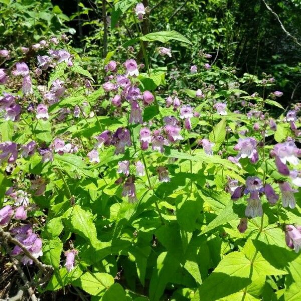Small's Penstemon (Penstemon Smallii) Plant Care & How to Grow, Water
