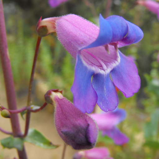 Showy Penstemon (Penstemon Spectabilis) Plant Care & How to Grow, Water