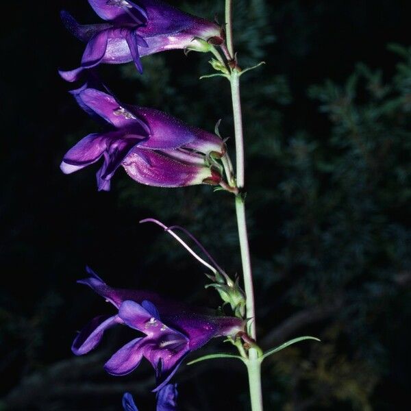 Smooth Beardtongue (Penstemon Subglaber) Care Guide: Water, Soil ...
