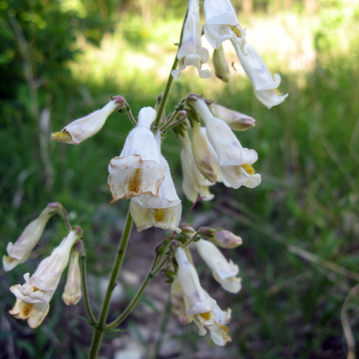Eastern Whiteflower Beardtongue (Penstemon Tenuiflorus) Plant Care ...