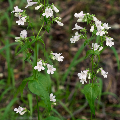 Sharp-Sepal Beardtongue (Penstemon Tenuis) Plant Care & How to Grow, Water