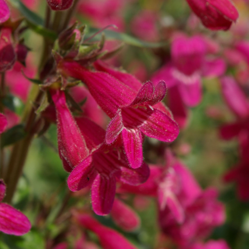 Heller's Beardtongue (Penstemon Triflorus) Plant Care & How to Grow, Water