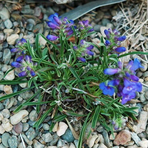 Uinta Mountain Beardtongue (Penstemon Uintahensis) Care Guide: Water ...