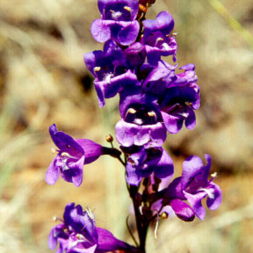 Venus Penstemon (Penstemon Venustus) Plant Care & How to Grow, Water