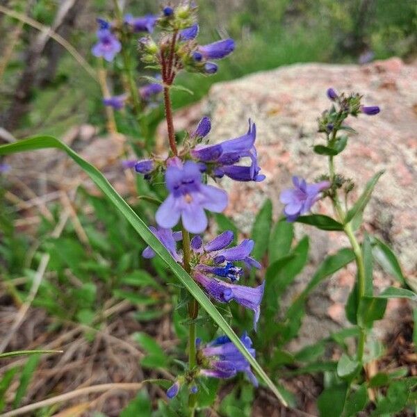 Front Range Beardtongue (Penstemon Virens) Plant Care & How to Grow, Water