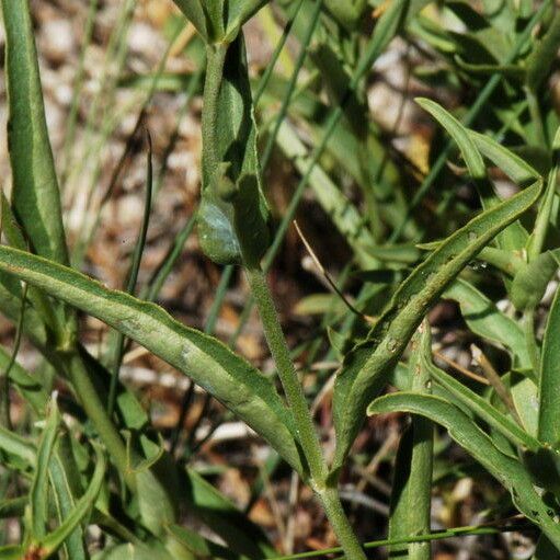 Watson's Beardtongue (Penstemon Watsonii) Plant Care & How to Grow, Water