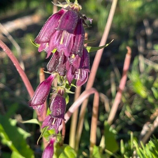 Whipple's Penstemon (Penstemon Whippleanus) Plant Care & How to Grow, Water