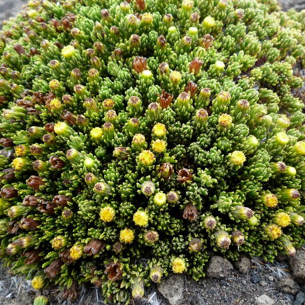 Pentacalia Microdon Care Guide: Water, Soil & Propagation - Plantiary