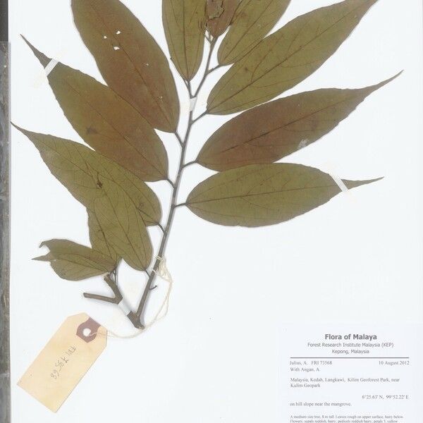 Pentace Triptera Care Guide: Water, Soil & Propagation - Plantiary