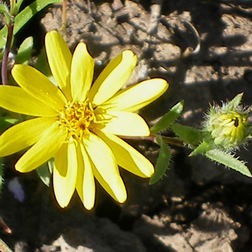 Lyon's Pentachaeta (Pentachaeta Lyonii) Care Guide: Water, Soil ...