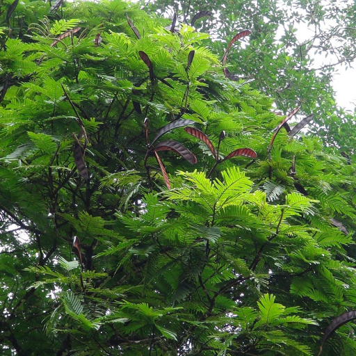 Gavilán Tree (Pentaclethra Macroloba) Care Guide: Water, Soil ...