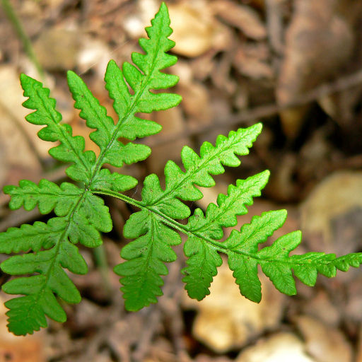 Silverback Fern (Pentagramma Triangularis) Plant Care & How to Grow, Water