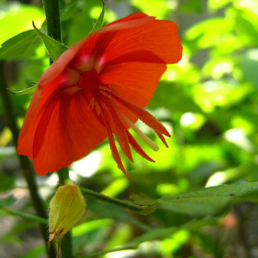 Flor Impia (Pentapetes Phoenicea) Plant Care & How to Grow, Water
