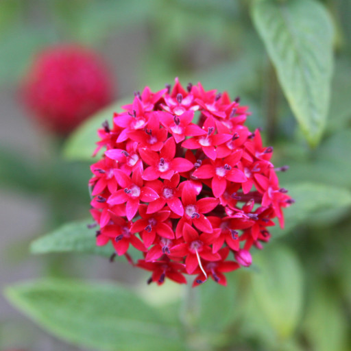 Egyptian Starcluster (Pentas Lanceolata) Plant Care & How to Grow, Water