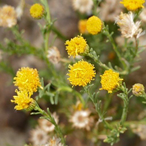 African Sheepbush (Pentzia Incana) Plant Care & How to Grow, Water