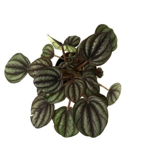 Peperomia Frost (Peperomia Albovittata) Plant Care & How to Grow, Water