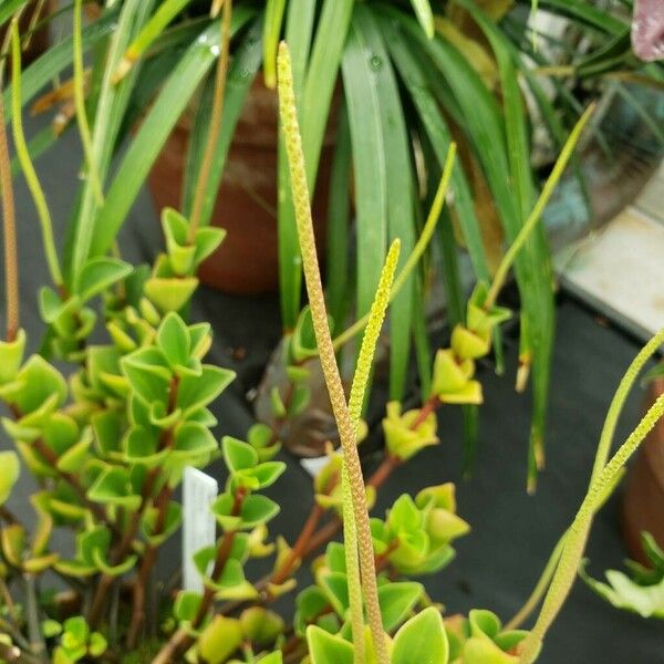 Peperomia Angustata Plant Care & How to Grow, Water