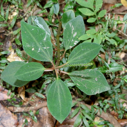 Arid-Land Peperomia (Peperomia Blanda) Plant Care & How to Grow, Water