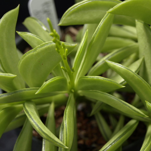 Prayer Pepper (Peperomia Dolabriformis) Care Guide: Water, Soil ...