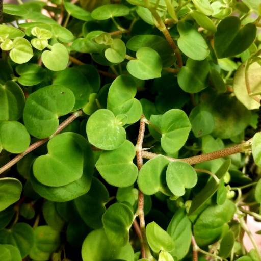 Peperomia Fagerlindii Plant Care & How to Grow, Water