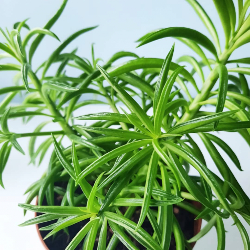 Pincushion Peperomia (Peperomia Ferreyrae) Plant Care & How to Grow, Water