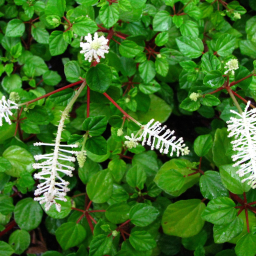 Flowering Peperomia (Peperomia Fraseri) Plant Care & How to Grow, Water