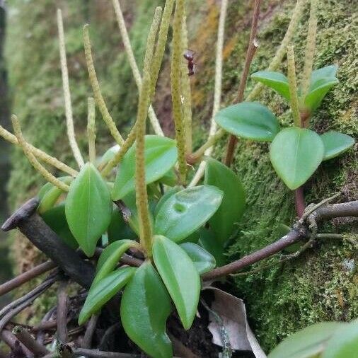 Cypress Peperomia (Peperomia Glabella) Plant Care & How to Grow, Water
