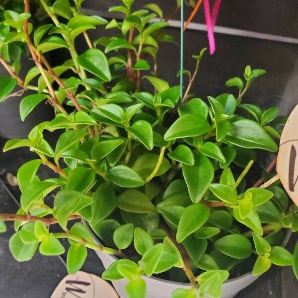 Evergreen Spindle (Euonymus Japonicus) Plant Care & How to Grow, Water