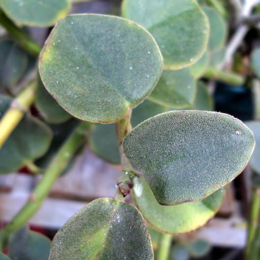 Pepperface (Peperomia Incana) Care Guide: Water, Soil & Propagation ...