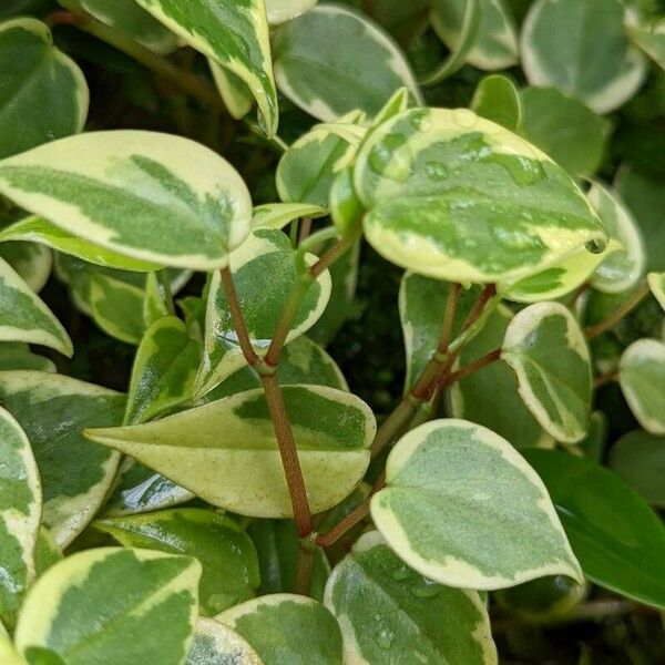 Peperomia Macrostachya Care Guide: Water, Soil & Propagation - Plantiary