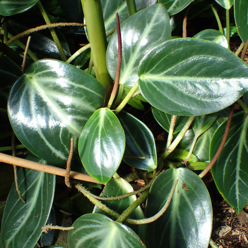 Spotted Peperomia (Peperomia Maculosa) Plant Care & How to Grow, Water