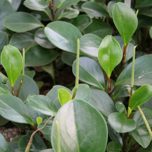 Spoonleaf Peperomia (Peperomia Magnoliifolia) Plant Care & How to Grow ...