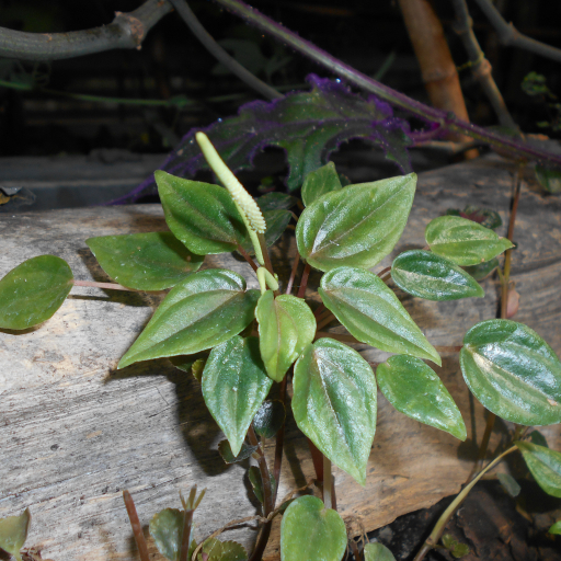 Silver Heart Peperomia (Peperomia Marmorata) Plant Care & How to Grow, Water