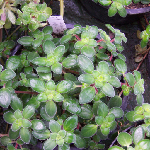 Baby Rubber (Peperomia Obtusifolia) Plant Care & How to Grow, Water