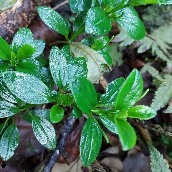 Peperomia Pedunculata Care Guide: Water, Soil & Propagation - Plantiary
