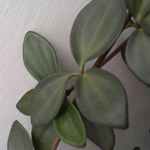 Peperomia Pereskiaefolia (Peperomia Pereskiifolia) Plant Care & How to Grow, Water