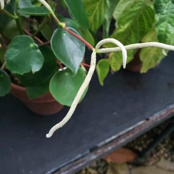 Peperomia Polymorpha Care Guide: Water, Soil & Propagation - Plantiary