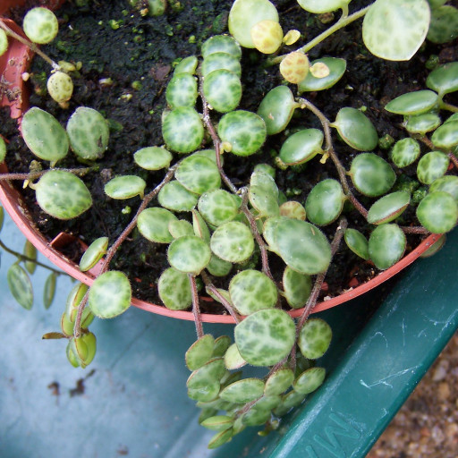 String of Turtles (Peperomia Prostrata) Plant Care & How to Grow, Water