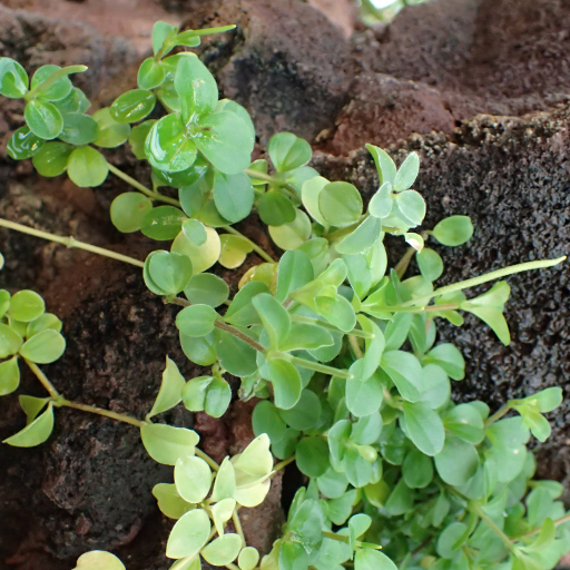 Peperomia Trifolia Plant Care & How to Grow, Water