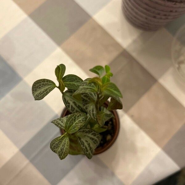 Peperomia Trinervis Plant Care & How to Grow, Water