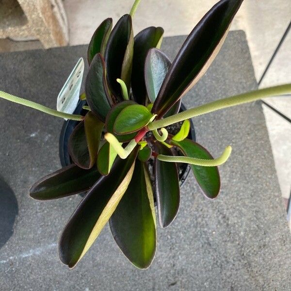 Peperomia Variifolia Plant Care & How to Grow, Water